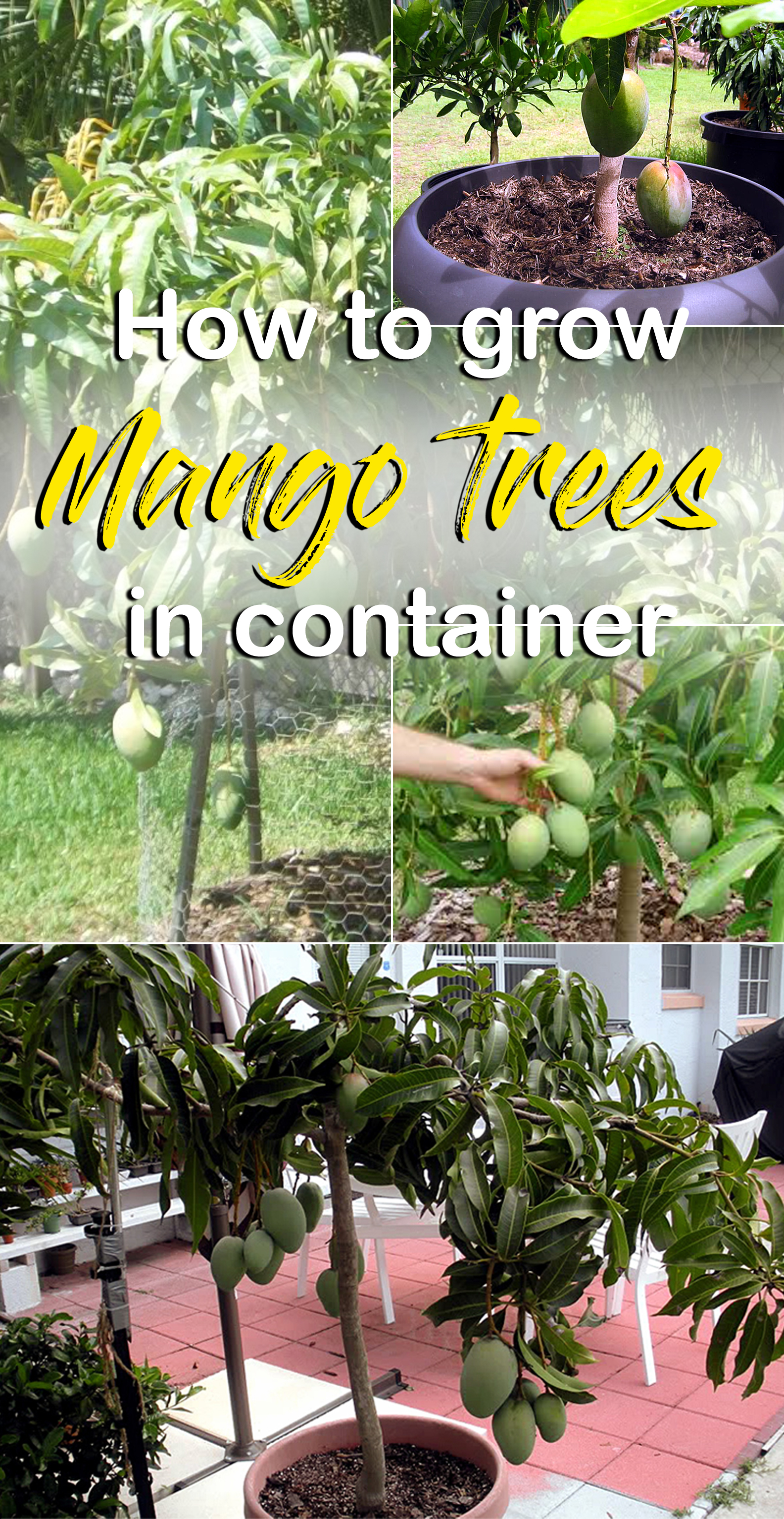 How to grow Mango tree | Growing Mango tree in pots | Mango plant care ...